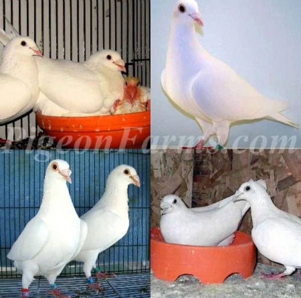 Racing Pigeons for Sale - Pigeon Farms & Co. - Call (562) 235-1829 ...