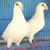 White Racing Pigeons for Sale – Buy Purebred Racing Pairs