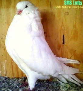Giant Show Runt Pigeons for Sale - Fancy & Racing Pigeons