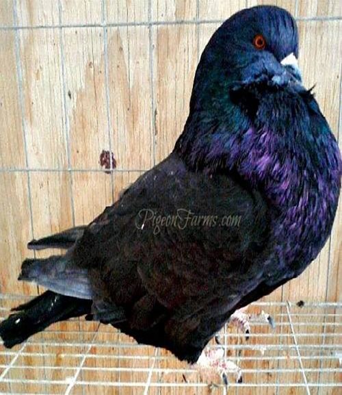 Giant Show Runt Pigeons for Sale - Fancy & Racing Pigeons
