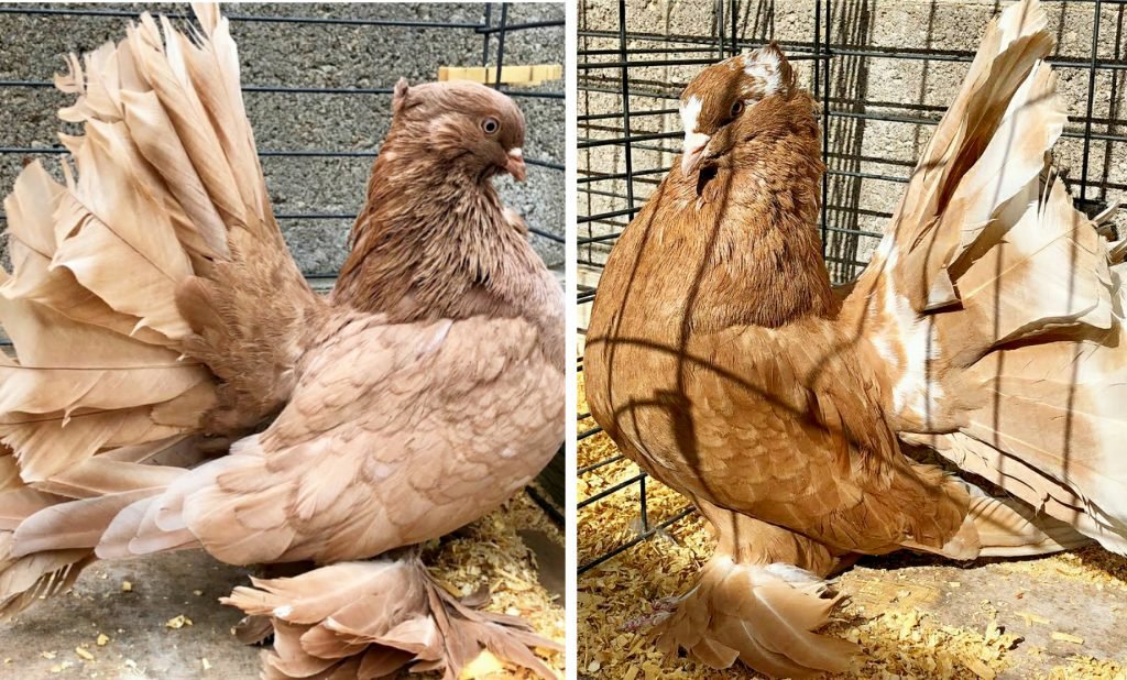 Indian Fantail Pigeons for Sale - Fancy & Racing Pigeons
