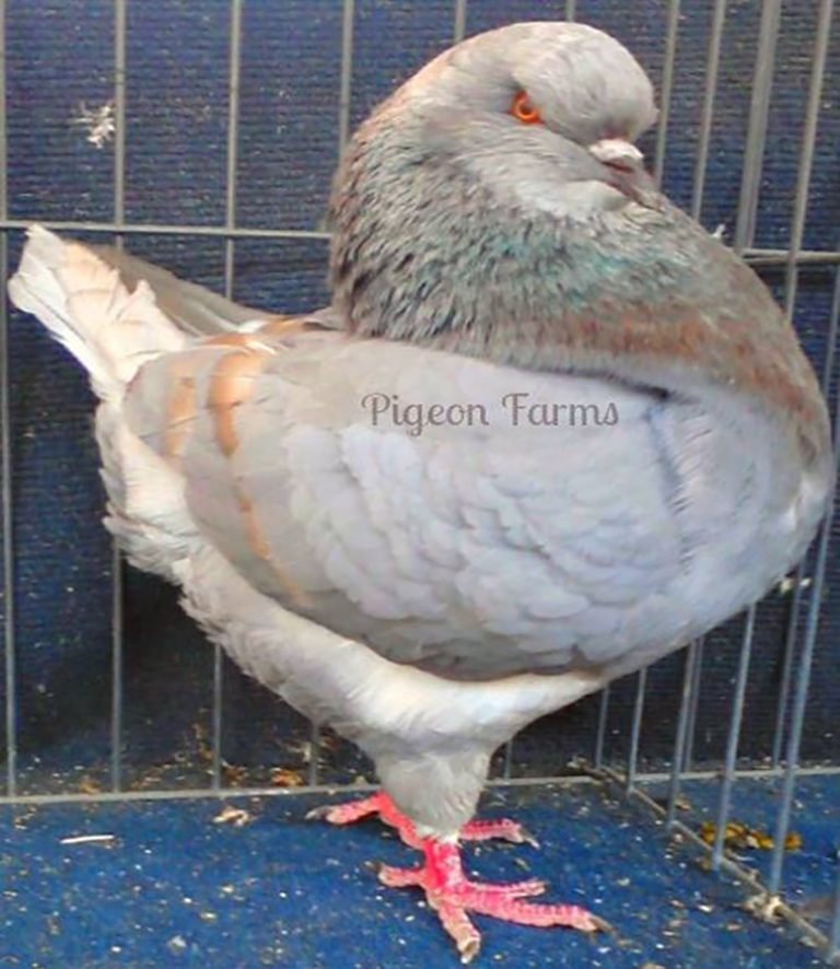 Show King Pigeons for Sale - Fancy & Racing Pigeons