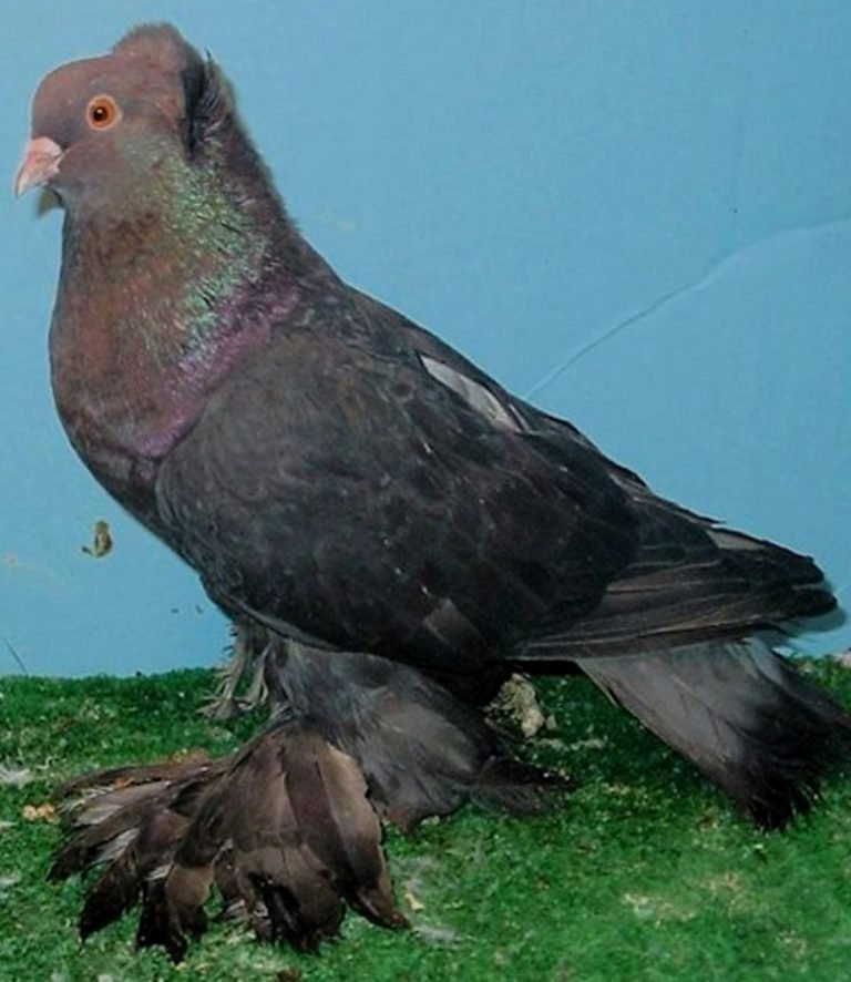 Buy Tumbler Pigeons for Sale - High-Quality Pigeons for Breeding