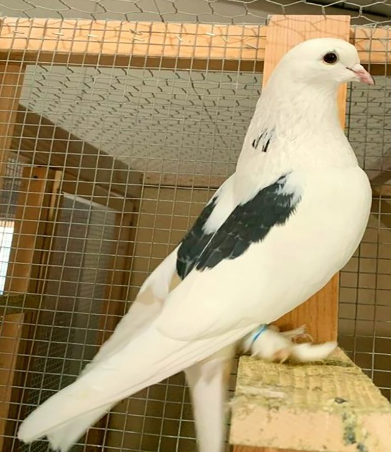 Highflyer Pigeons for Sale - Premium Racing Pigeons