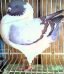 Modena Pigeons For Sale - Call (562) 235-1829