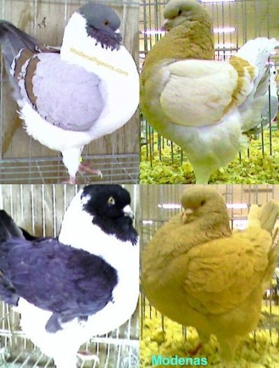 Modena Pigeons for Sale - Fancy & Racing Pigeons