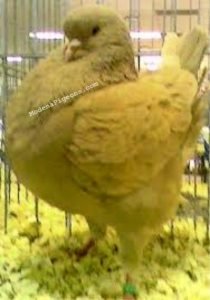 Modena Pigeons for Sale - Fancy & Racing Pigeons