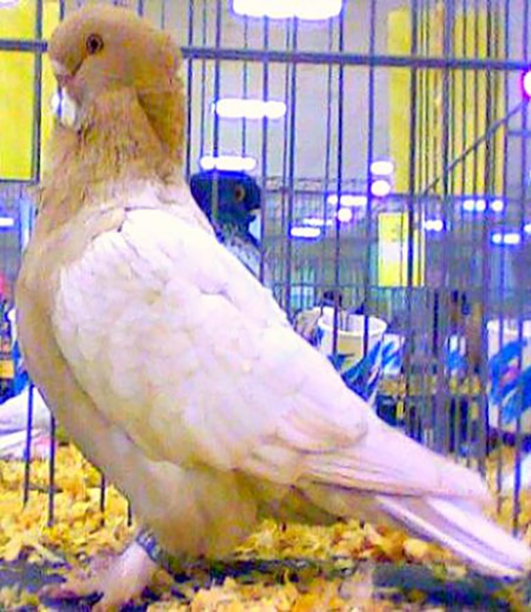 Orinetal Frill pigeons for sale - Call (562) 235-1829