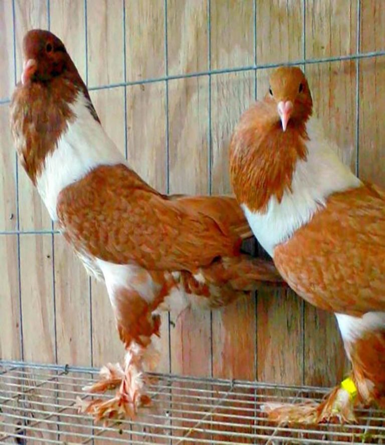 Pouter pigeons for sale - Call (562) 235-1829