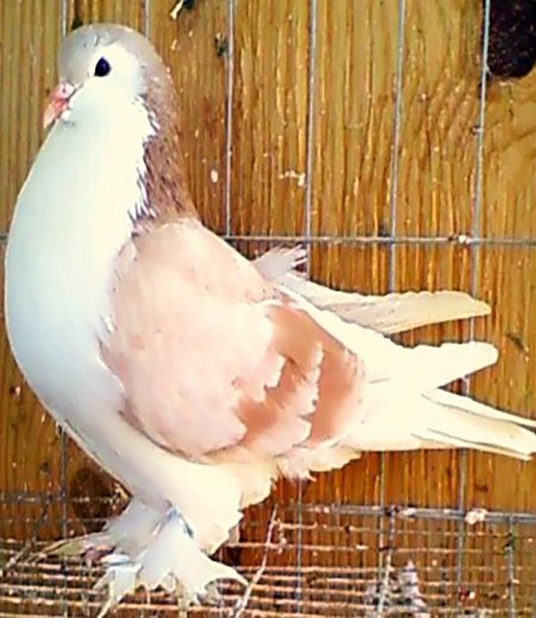 Lahore pigeons for sale - Call (562) 235-1829