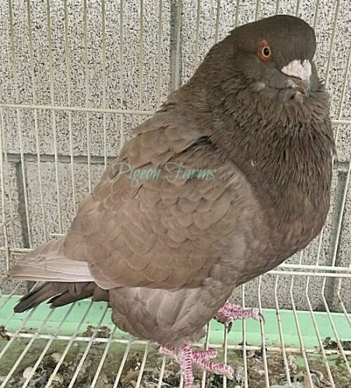 French Mondain Pigeons for Sale - Call (562) 235-1829