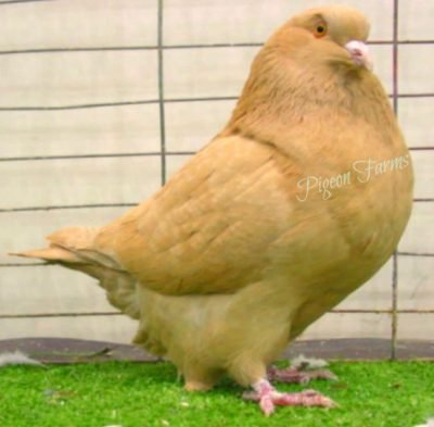 French Mondain Pigeons for Sale - Call (562) 235-1829