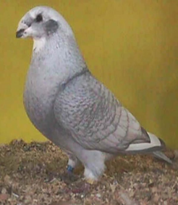 American Show Racers For Sale - Call (562) 235-1829